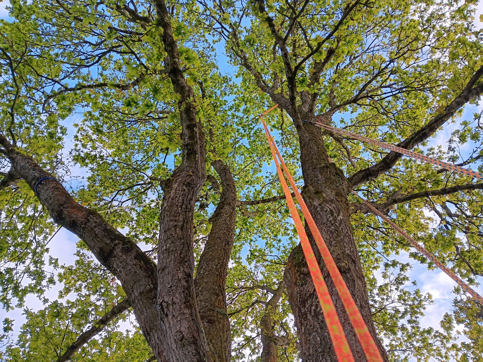 Grimpe d’arbre avec Fleur de Jour - Dinan-Cap Fréhel Tourisme | Dinan ...
