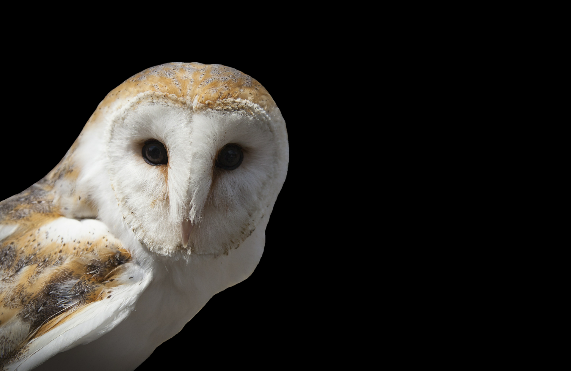 Night of the owl - Dinan-Cap Fréhel Tourism